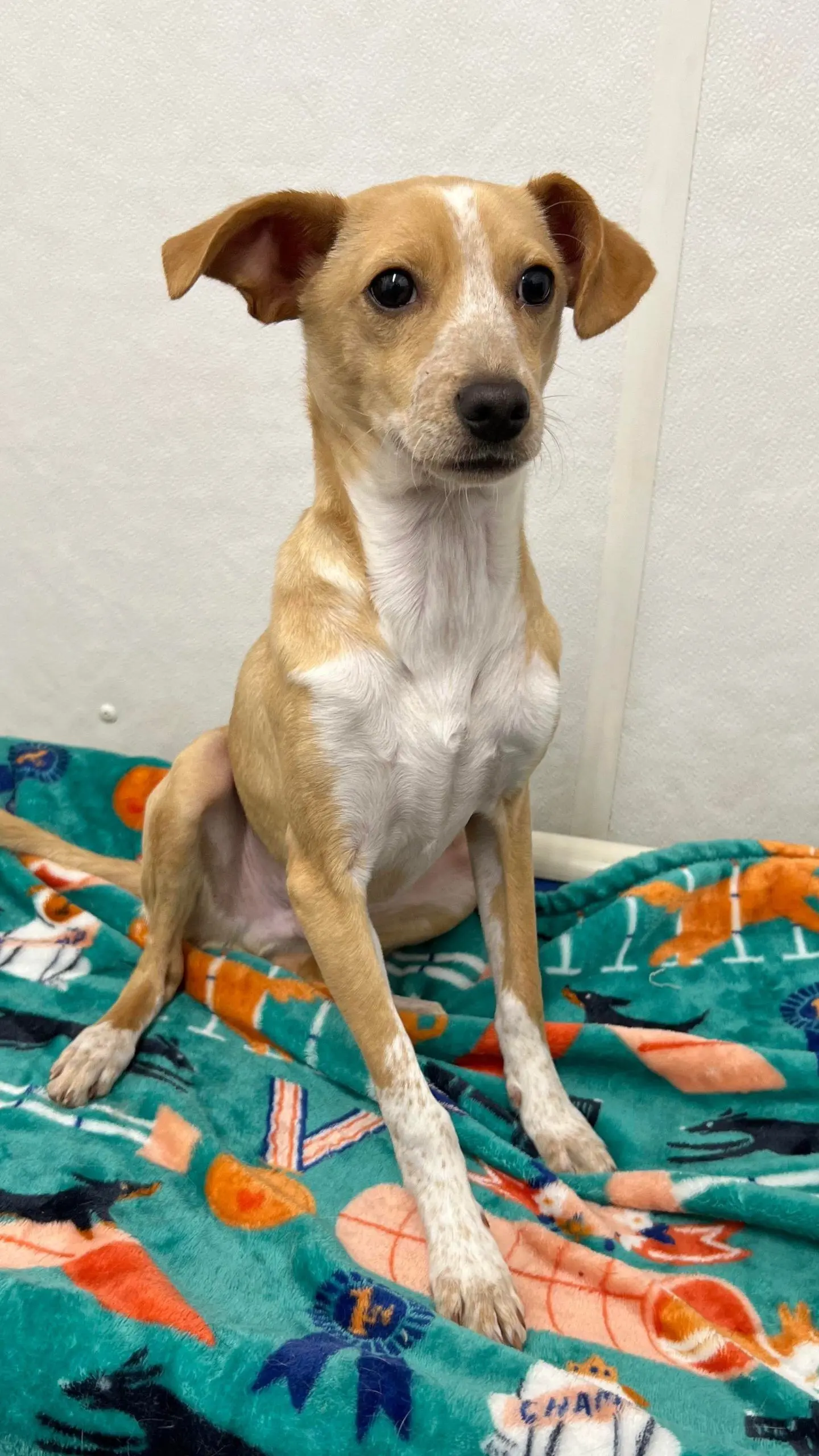 Flounder | Hearts United for Animals