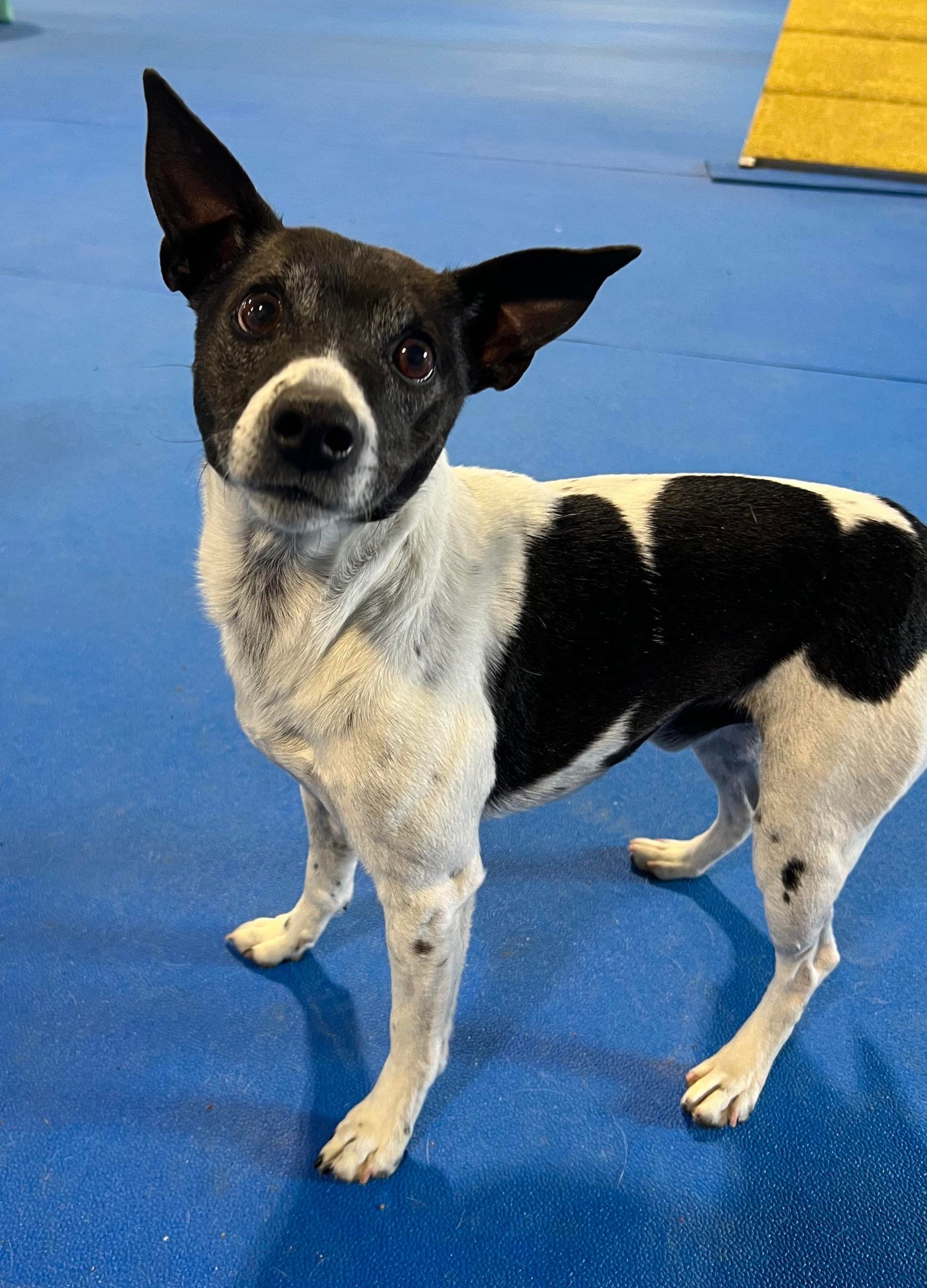 Weezel | Hearts United for Animals