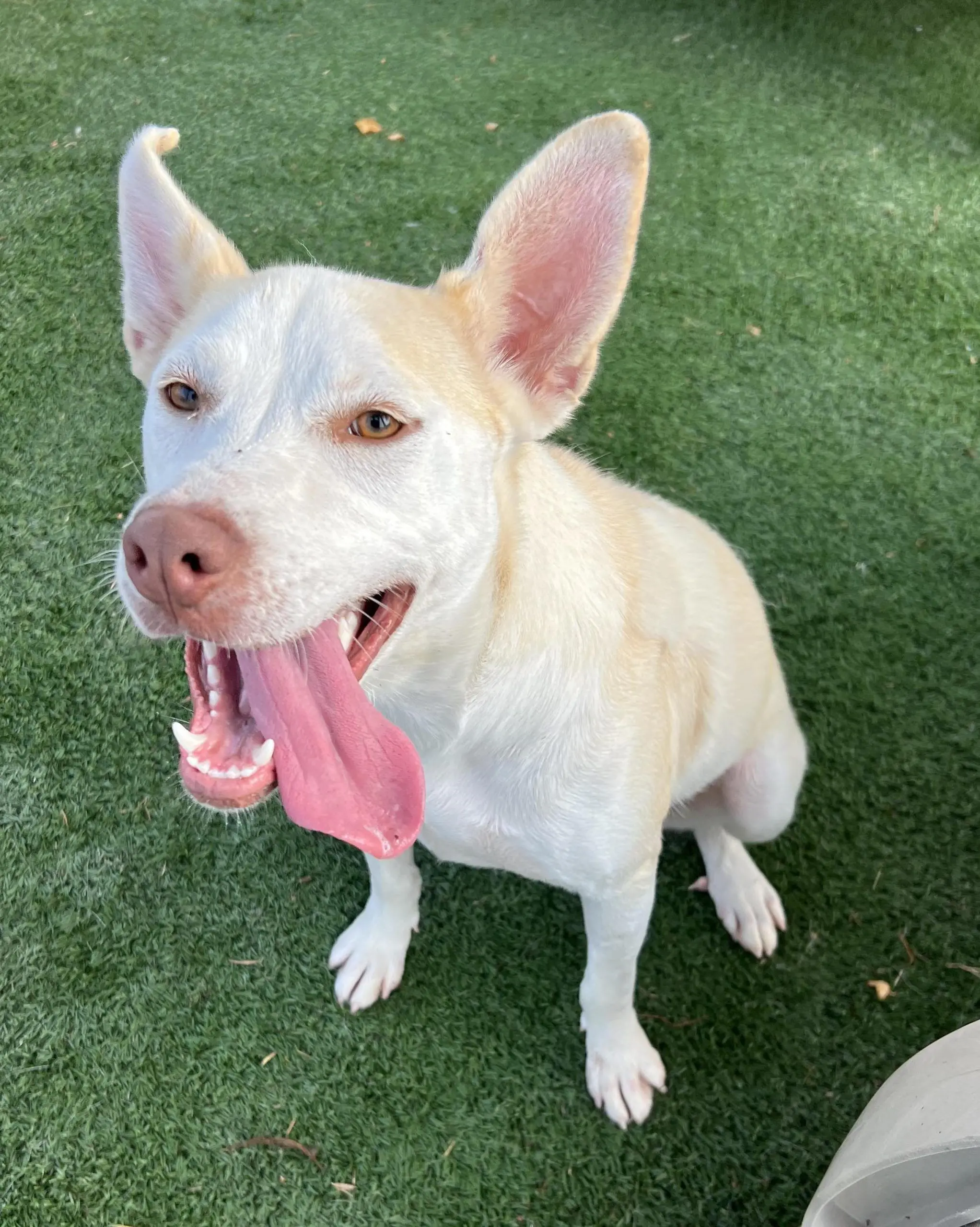 Peppermint Patty | Hearts United for Animals