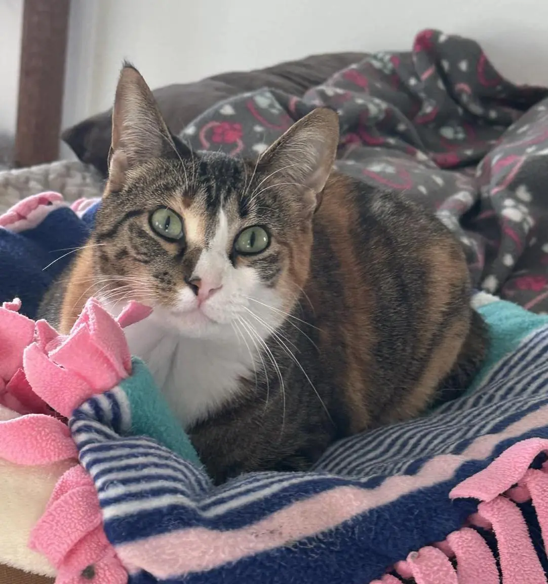 Mercy | Hearts United for Animals