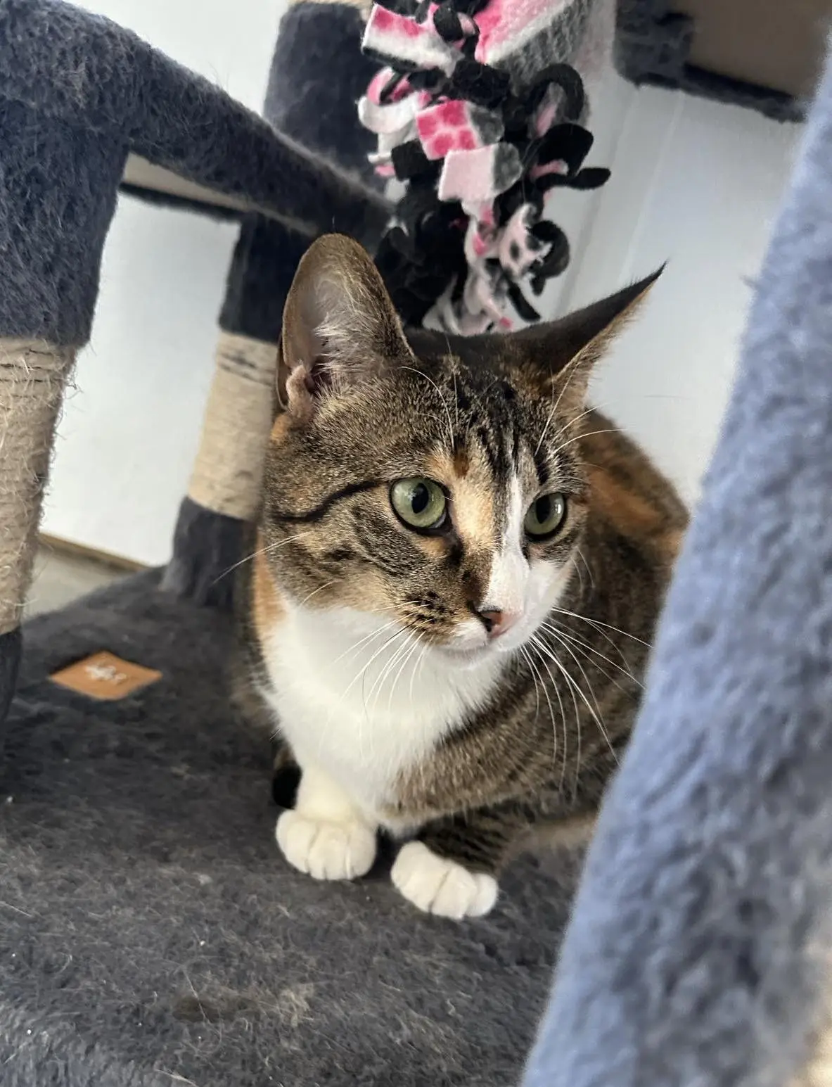 Mercy | Hearts United for Animals