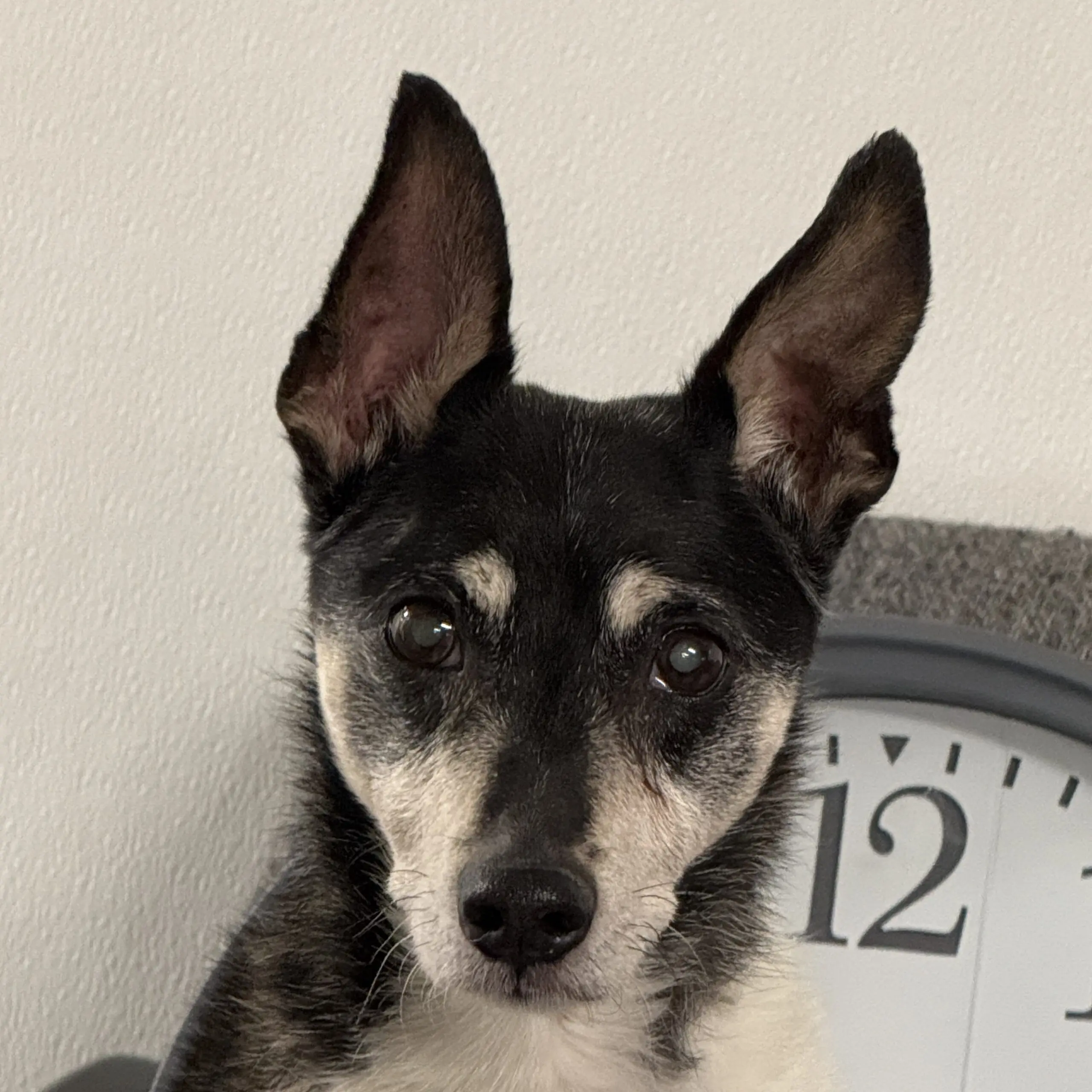 Devaney | Hearts United for Animals