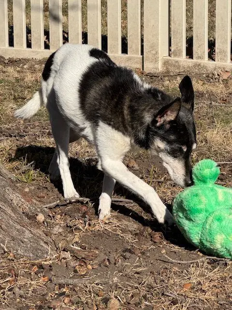 Devaney | Hearts United for Animals