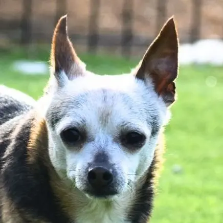 Orbit | Hearts United for Animals